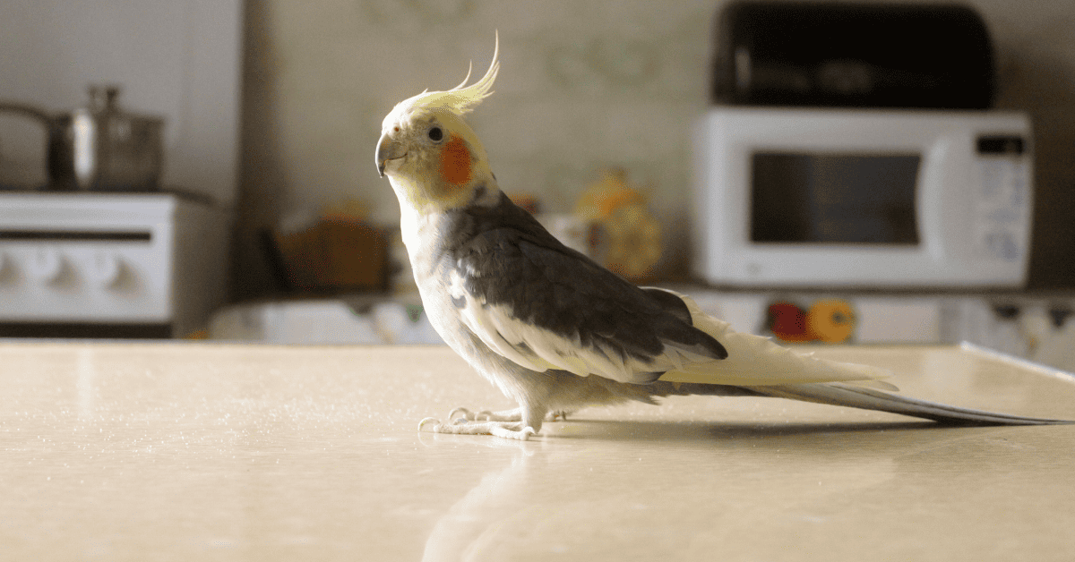 Cockatiel Guide: Essential Care Tips for Your Feathered Friend