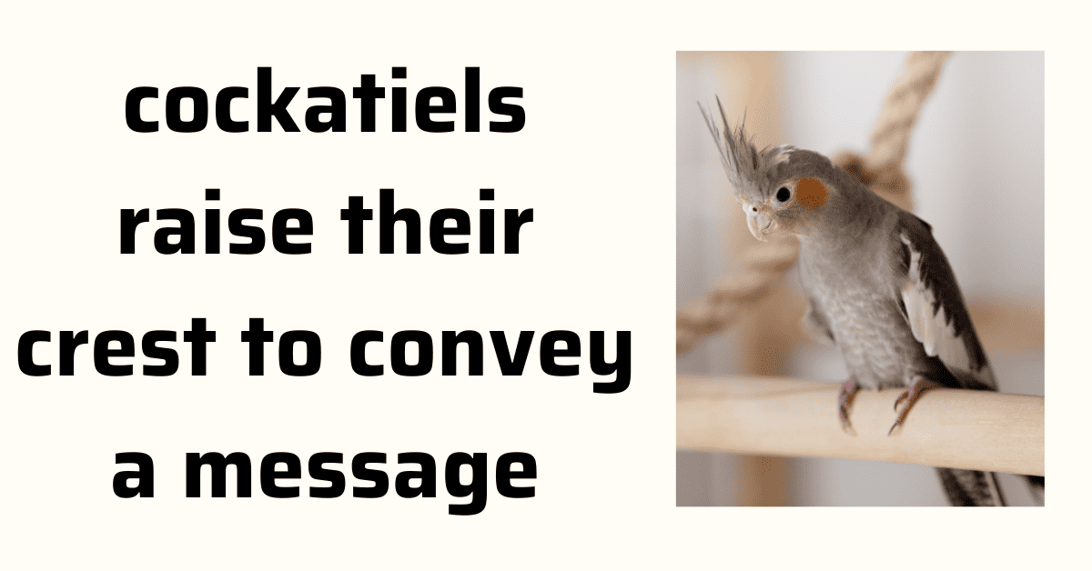 Cockatiel Guide: Essential Care Tips for Your Feathered Friend