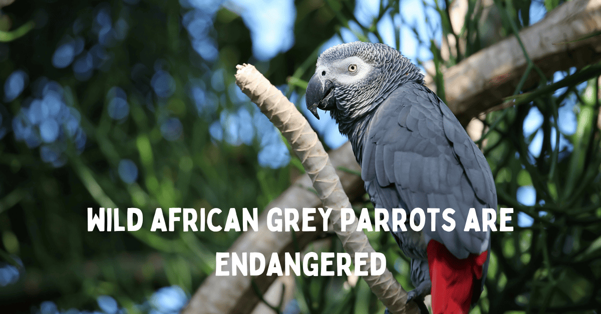 The African Grey Parrot is Endangered: Facts to Know