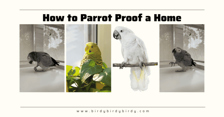 25 Bird Safety Tips: How to Parrot Proof a Home