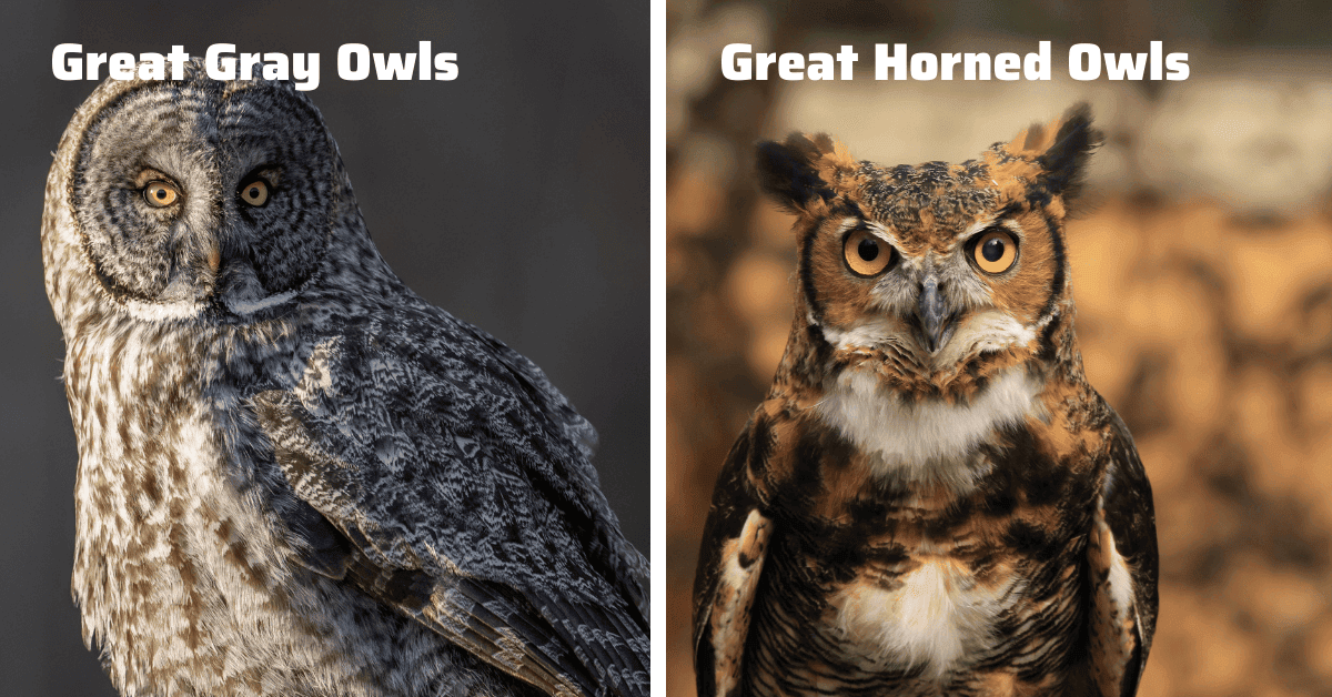 21 Great Horned Owl Facts for Kids: Amazing Birds | Birdy