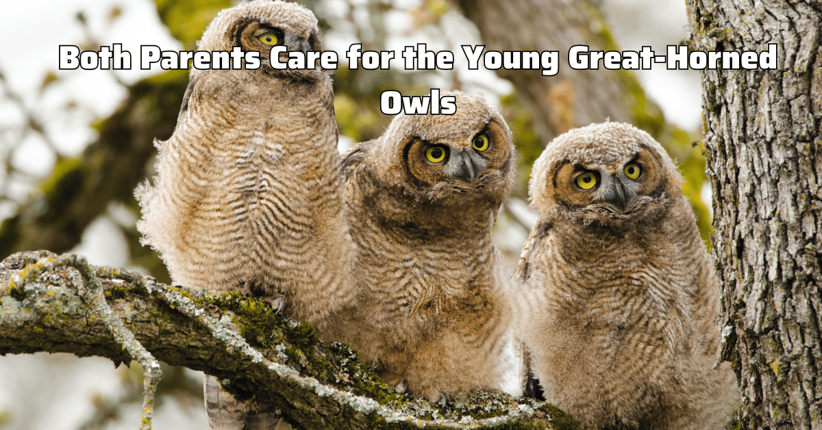 21 Great Horned Owl Facts for Kids: Amazing Birds | Birdy