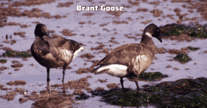 From Sandpipers to Terns: 31 Birds You Might See On The Beach