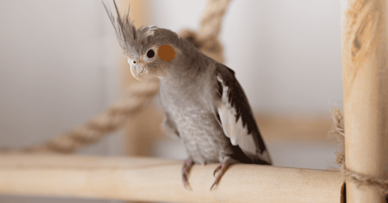 20 Cockatiel Diet Tips That Your Bird Will Love