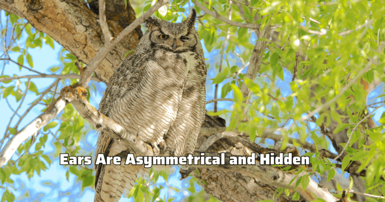 21 Great Horned Owl Facts for Kids: Amazing Birds | Birdy