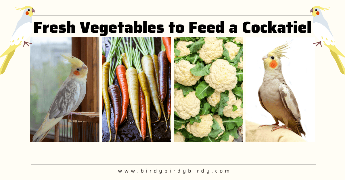 20 Cockatiel Diet Tips That Your Bird Will Love