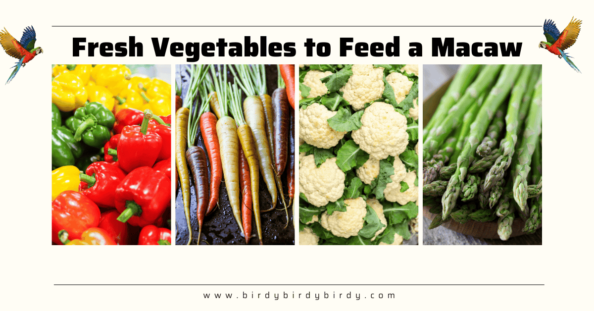 Complete Macaw Parrot Diet Guide: Ideas for Feeding