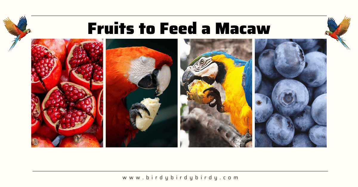 Complete Macaw Parrot Diet Guide: Ideas for Feeding