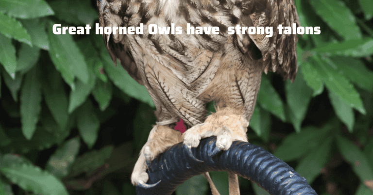 21 Great Horned Owl Facts for Kids: Amazing Birds | Birdy