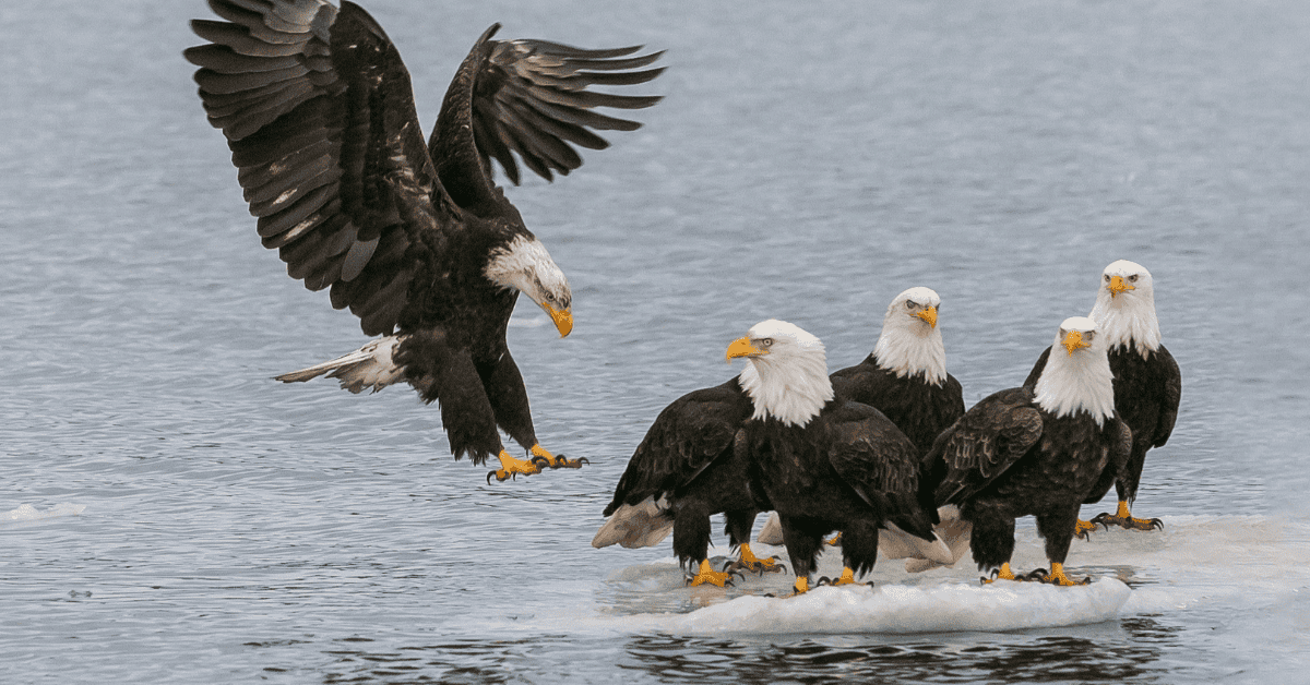 Beyond the Beak: Inside the Incredible Life of Bald Eagles