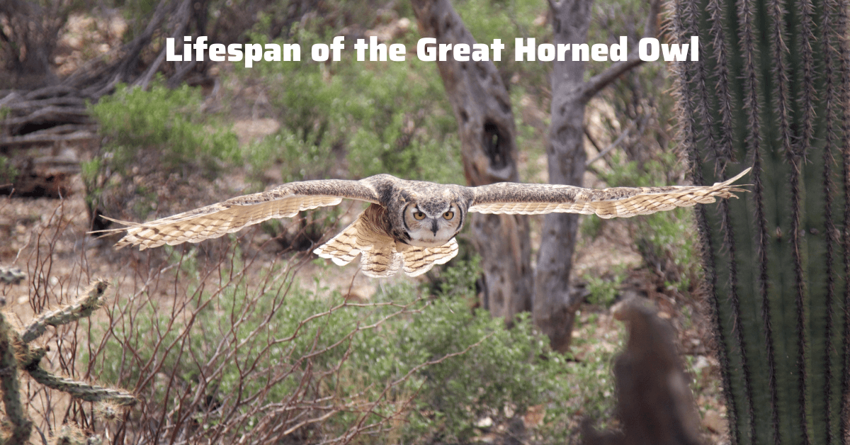 21 Great Horned Owl Facts for Kids: Amazing Birds | Birdy