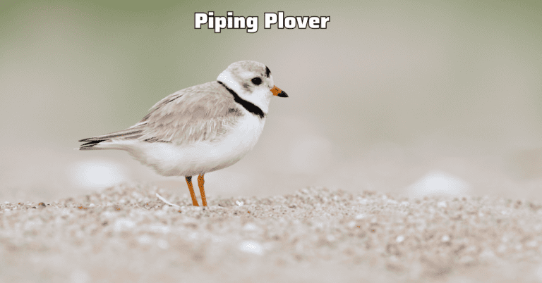 From Sandpipers to Terns: 31 Birds You Might See On The Beach