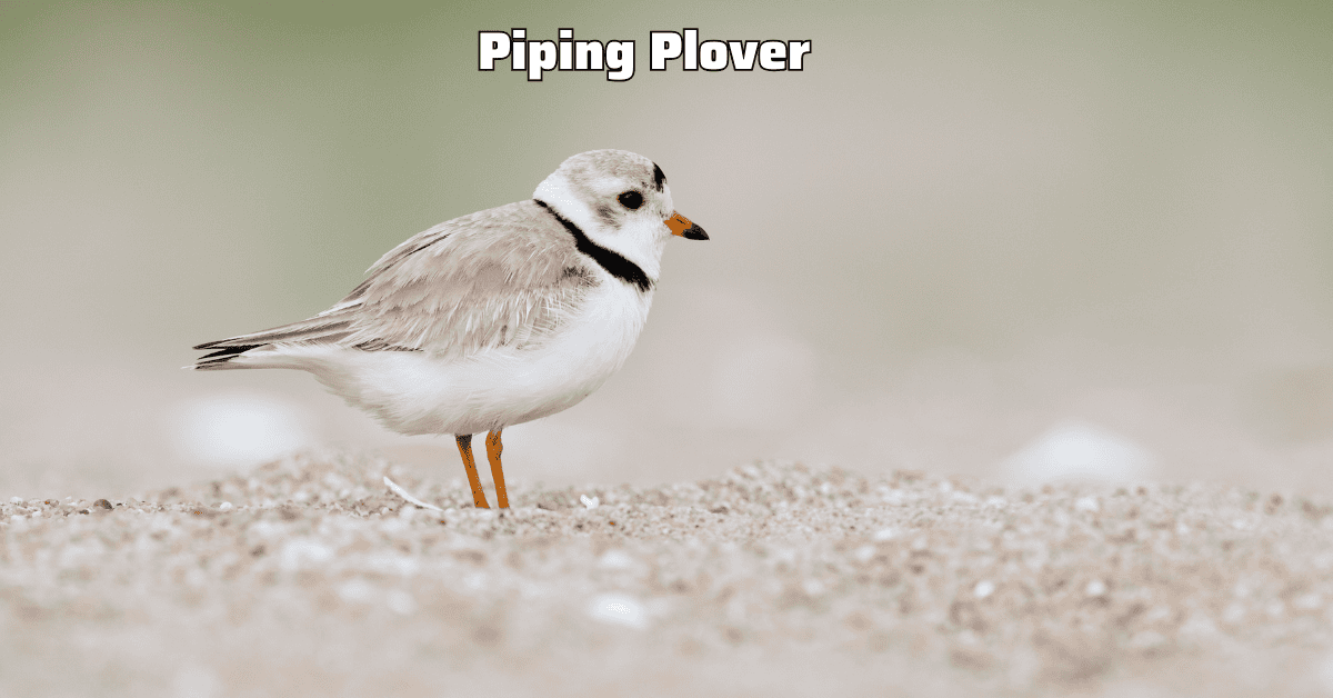 From Sandpipers to Terns: 31 Birds You Might See On The Beach