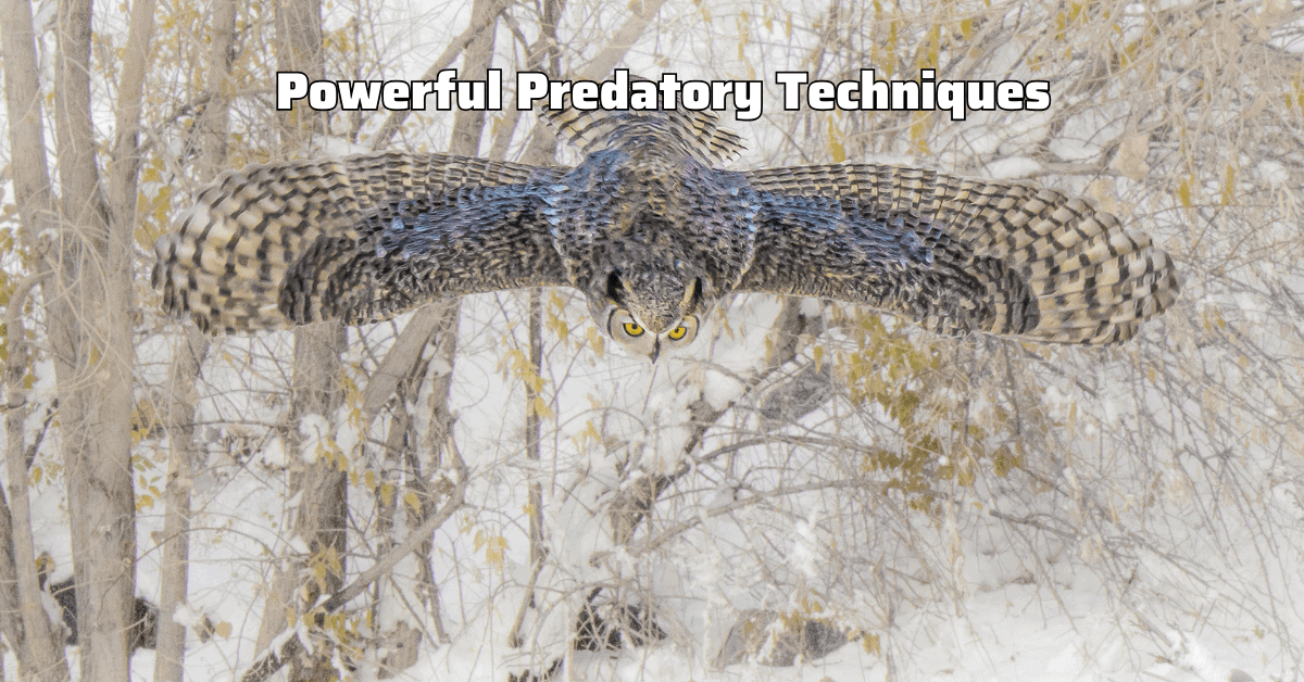 21 Great Horned Owl Facts for Kids: Amazing Birds | Birdy