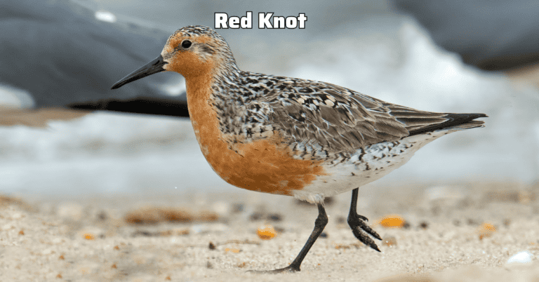 From Sandpipers to Terns: 31 Birds You Might See On The Beach