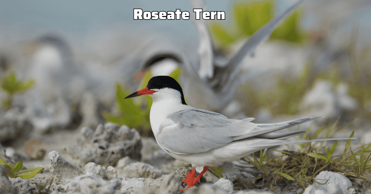 From Sandpipers to Terns: 31 Birds You Might See On The Beach