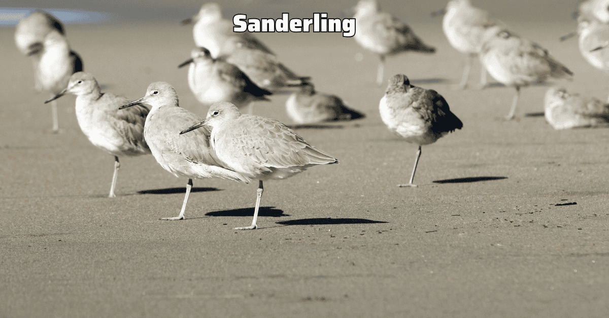From Sandpipers to Terns: 31 Birds You Might See On The Beach