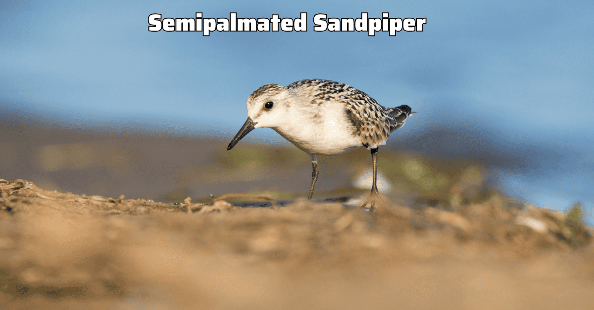 From Sandpipers to Terns: 31 Birds You Might See On The Beach