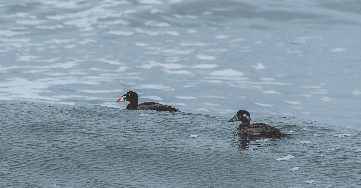 Beyond the Beak: Inside the Incredible Life of a Surfing Sea Duck