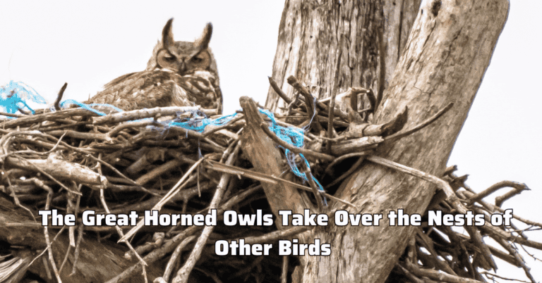 21 Great Horned Owl Facts for Kids: Amazing Birds | Birdy