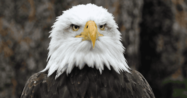 Beyond the Beak: Inside the Incredible Life of Bald Eagles