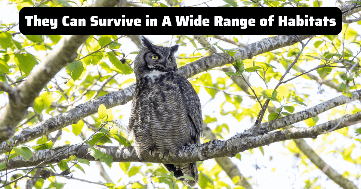 21 Great Horned Owl Facts for Kids: Amazing Birds | Birdy