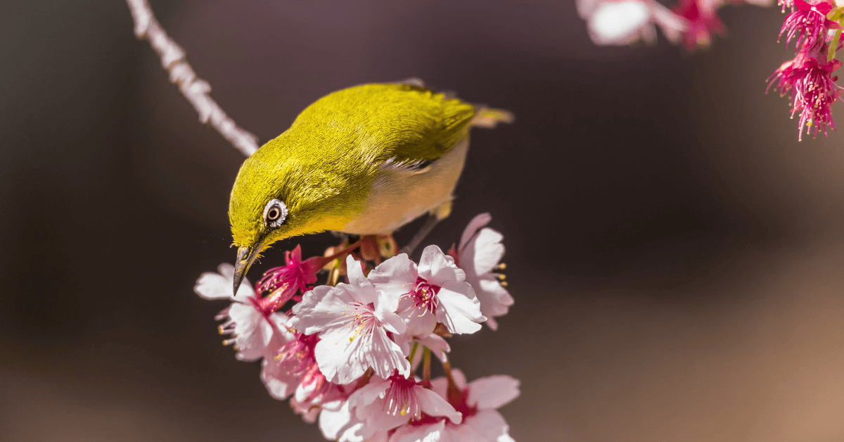 Bird Cuteness Overload - 10 Birds That Will Steal Your Heart