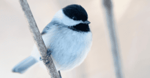 Bird Cuteness Overload - 10 Birds That Will Steal Your Heart