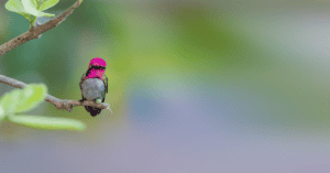 Meet the World's Smallest Bird: Surprising Facts About the Bee Hummingbird