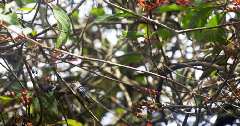Meet the World's Smallest Bird: Surprising Facts About the Bee Hummingbird