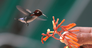 Meet the World's Smallest Bird: Surprising Facts About the Bee Hummingbird