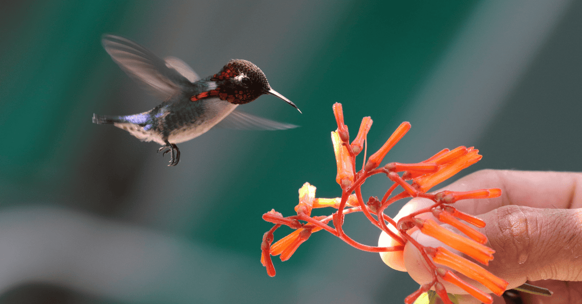 Meet the World's Smallest Bird: Surprising Facts About the Bee Hummingbird