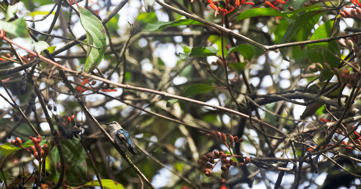 Meet the World's Smallest Bird: Surprising Facts About the Bee Hummingbird