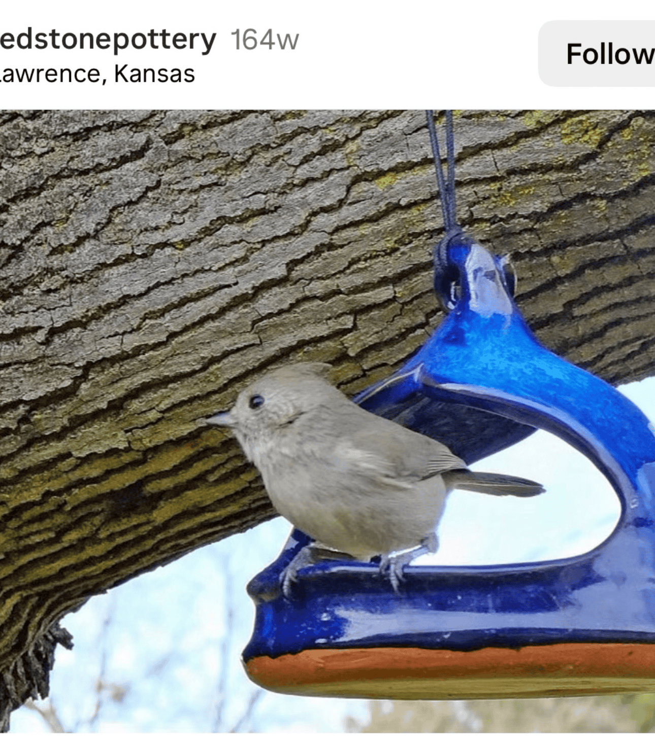 16 Unique Bird Feeder Ideas: Get Ready for a Flock of Feathered Friends