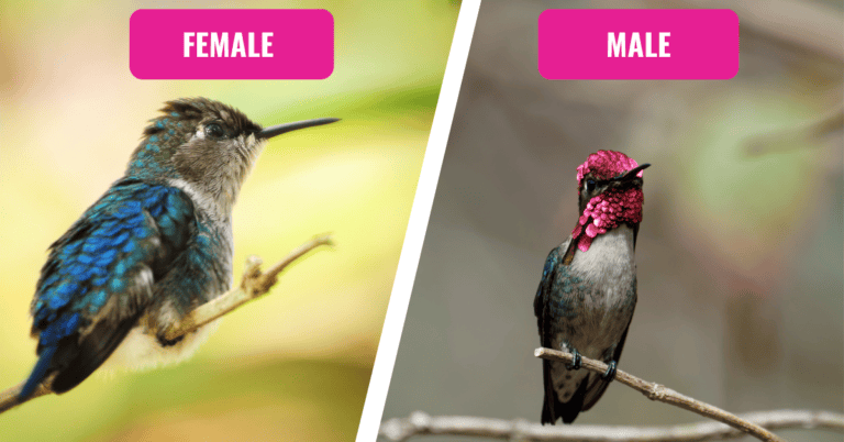 Meet the World's Smallest Bird: Surprising Facts About the Bee Hummingbird