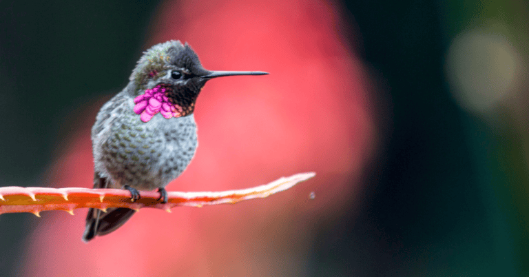 Beyond the Beak: 12 Mind-Blowing Hummingbird Facts You Won't Want to ...