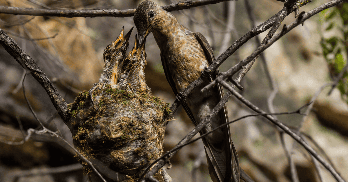 Meet the Giant Hummingbird: Proving Big Birds Can Hover Too