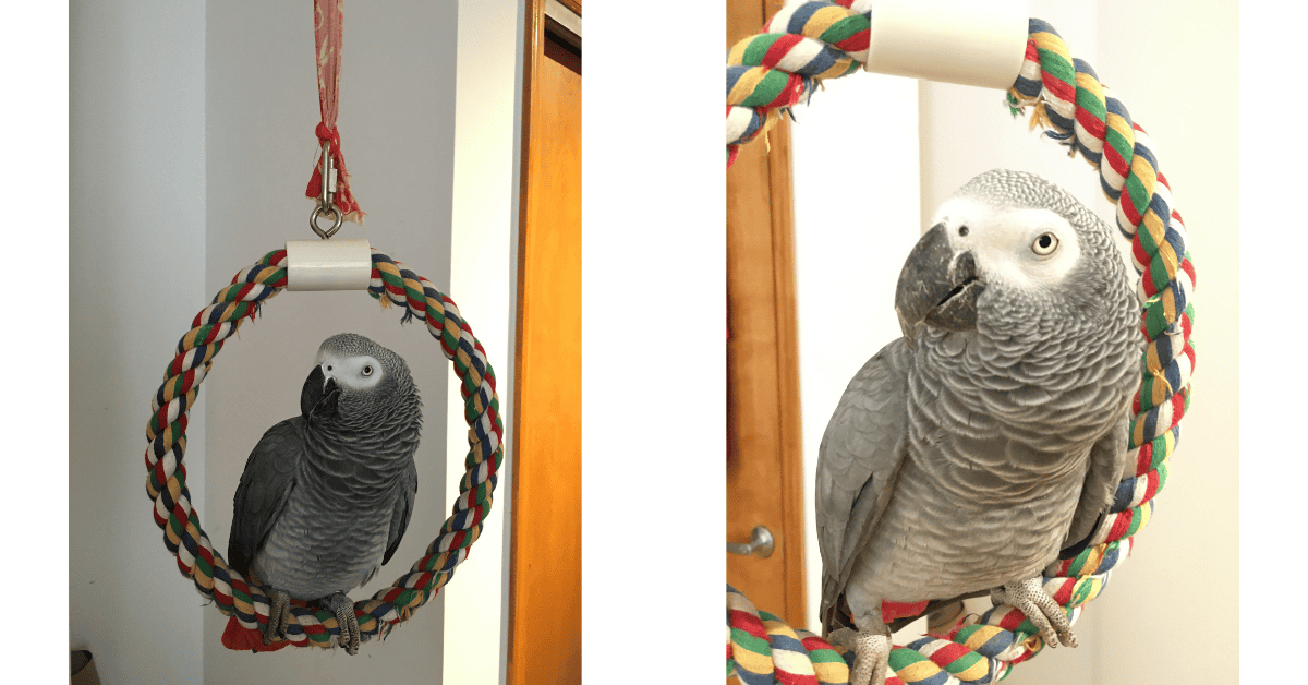 Bird Cage Accessory Ideas: Your Bird Deserves Better