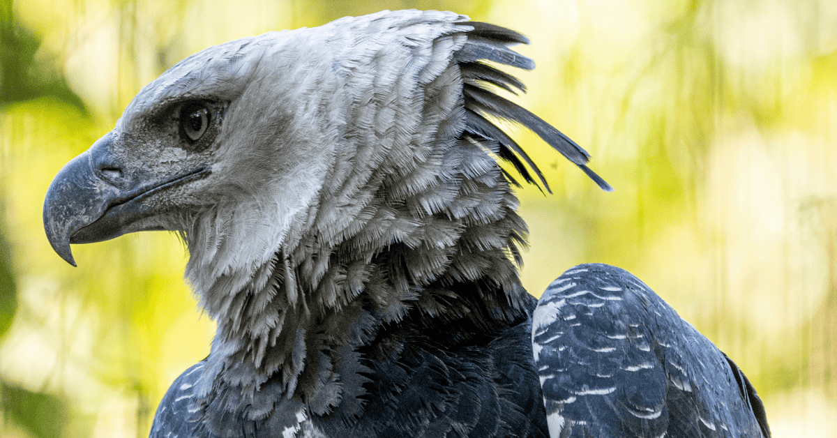 Meet the Harpy Eagle: The Jungle's Winged Heavyweight Champ