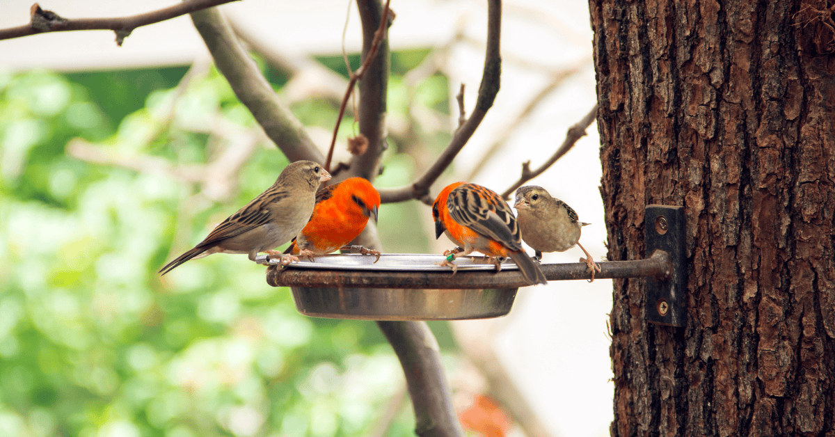 Create a Perfect Bird Garden: Turn Your Backyard into a Sanctuary