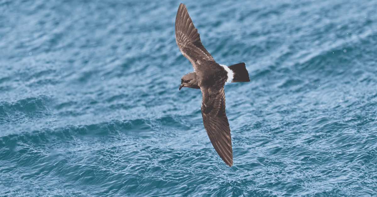 Storm Petrels: The Tiny Seabirds That Spend Their Lives Dancing on Water