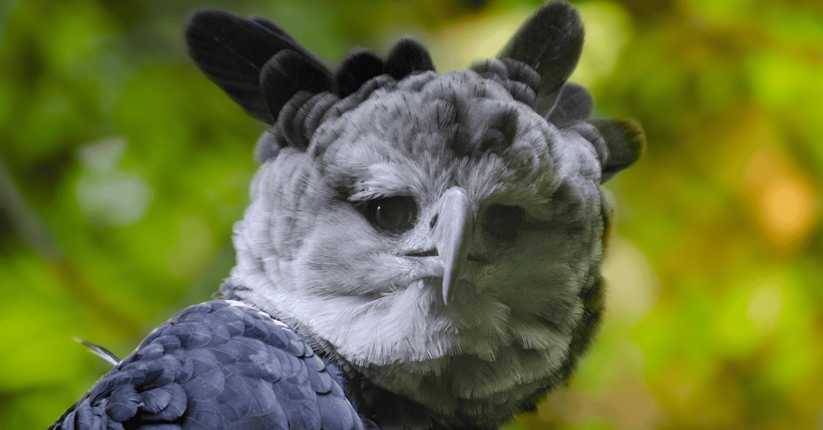 Meet the Harpy Eagle: The Jungle's Winged Heavyweight Champ