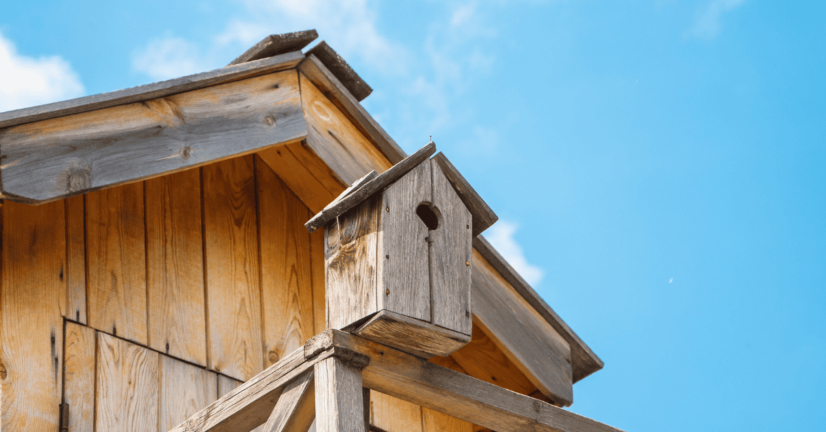 Create a Perfect Bird Garden: Turn Your Backyard into a Sanctuary