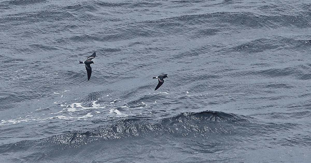 Storm Petrels: The Tiny Seabirds That Spend Their Lives Dancing on Water