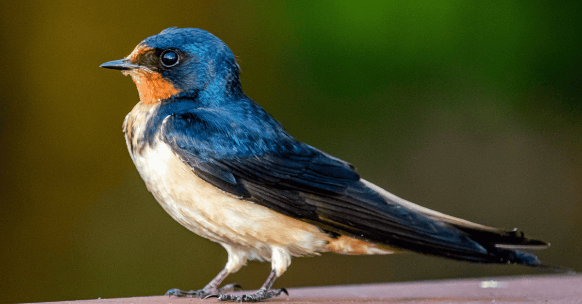 14 Blue Birds That Make Birdwatching Surprisingly Cool