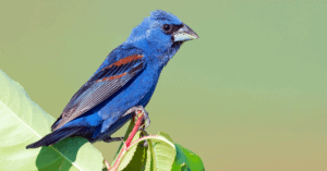 14 Blue Birds That Make Birdwatching Surprisingly Cool