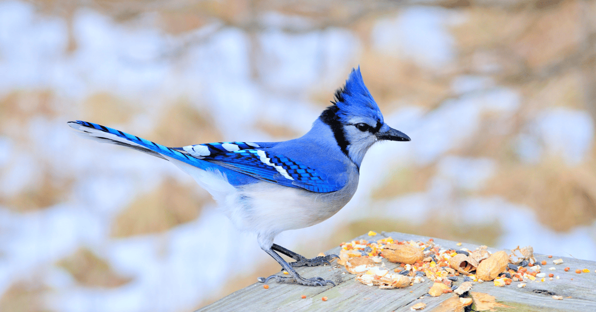 14 Blue Birds That Make Birdwatching Surprisingly Cool