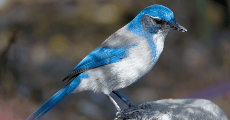 14 Blue Birds That Make Birdwatching Surprisingly Cool