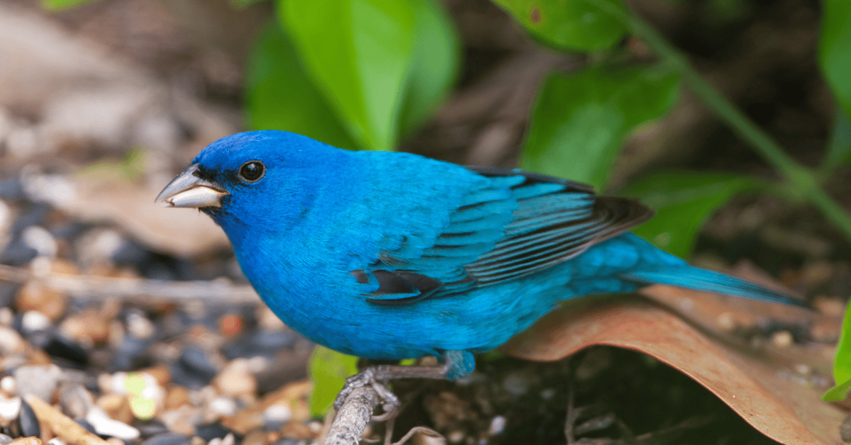14 Blue Birds That Make Birdwatching Surprisingly Cool