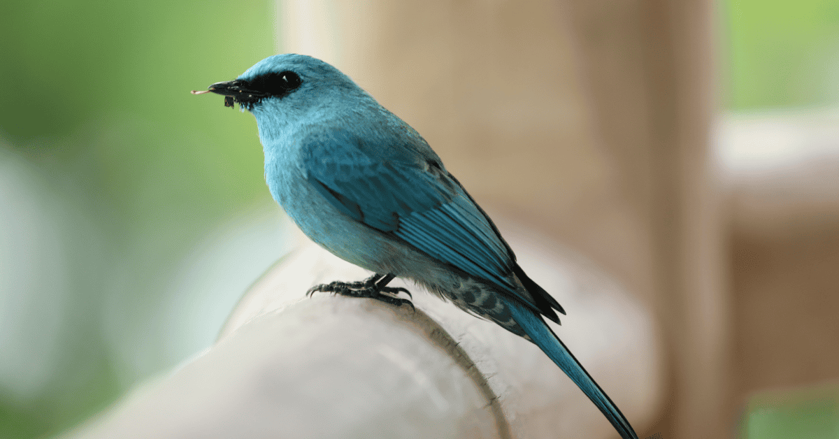 14 Blue Birds That Make Birdwatching Surprisingly Cool